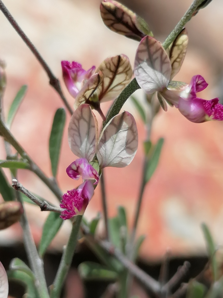 Polygala leptophylla (Polygala species of Mpumalanga and Limpopo ...