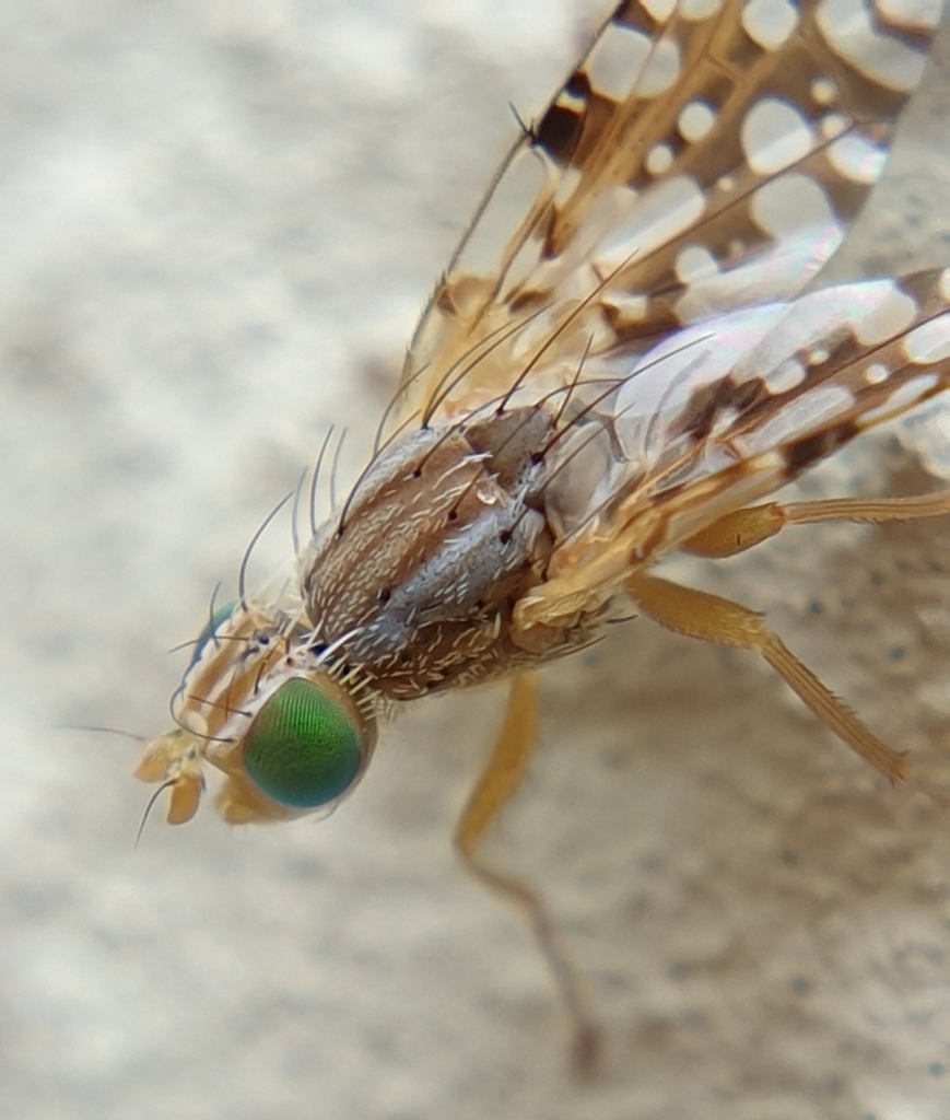 Insizwa striatifrons from Wingate Park, Pretoria, 0181, South Africa on ...