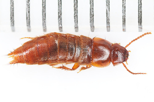 Genus Amblyopinus · iNaturalist