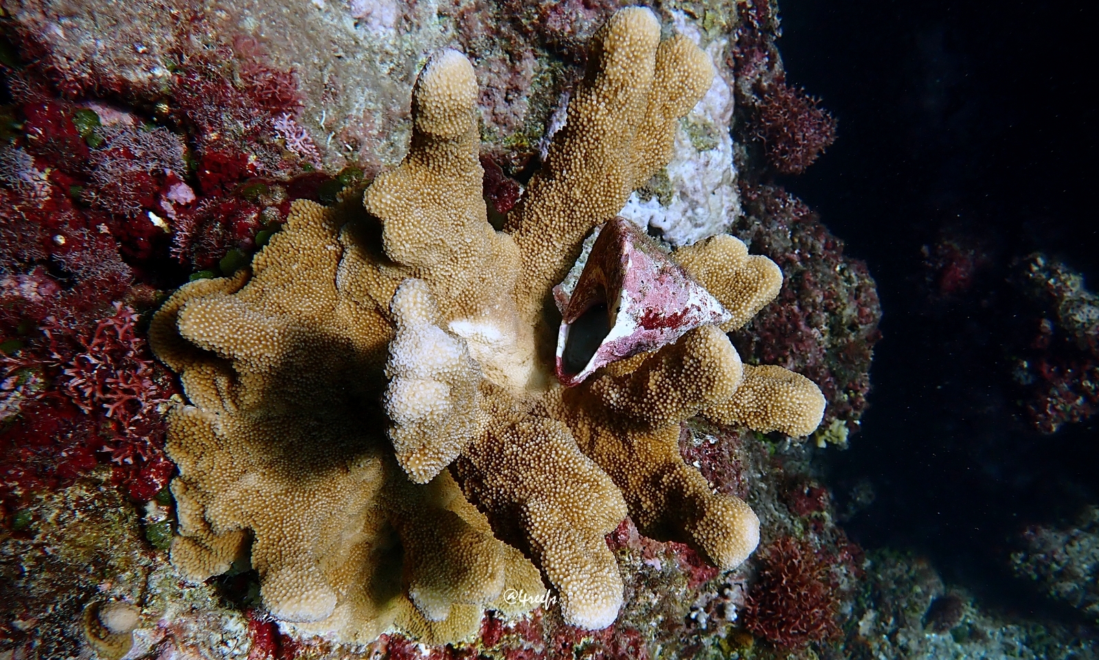 Isopora palifera (Lamarck, 1816)