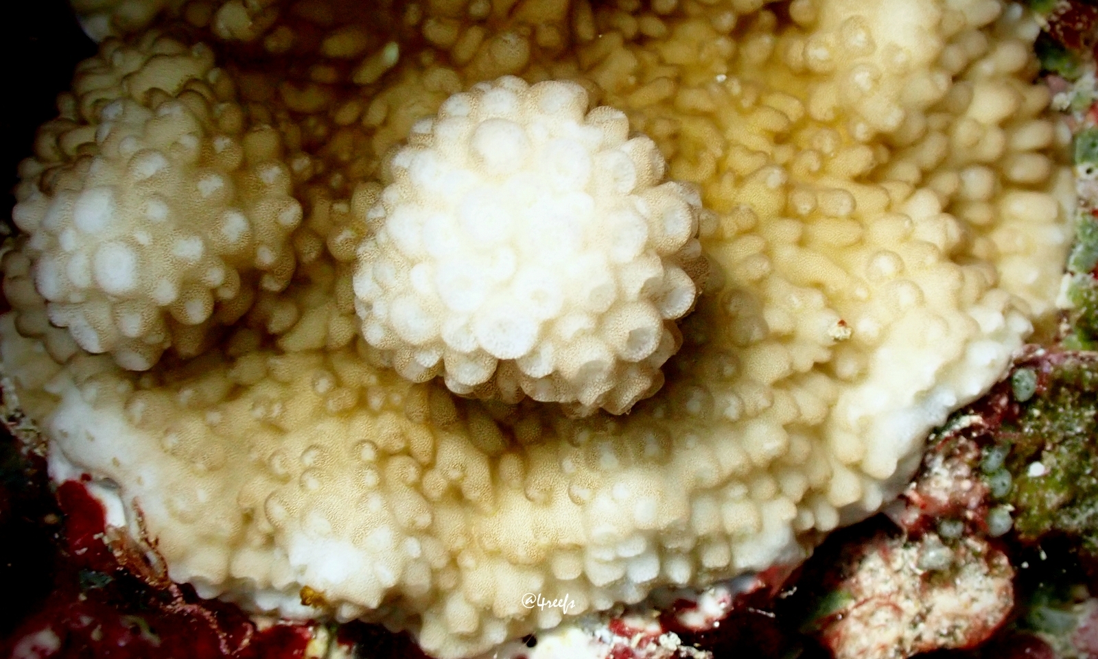 Isopora palifera (Lamarck, 1816)