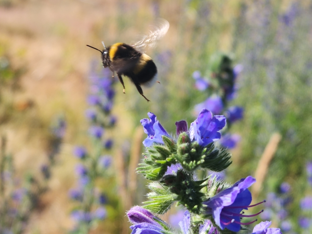 Buff-tailed Bumble Bee from Lake Hayes, New Zealand on December 31 ...