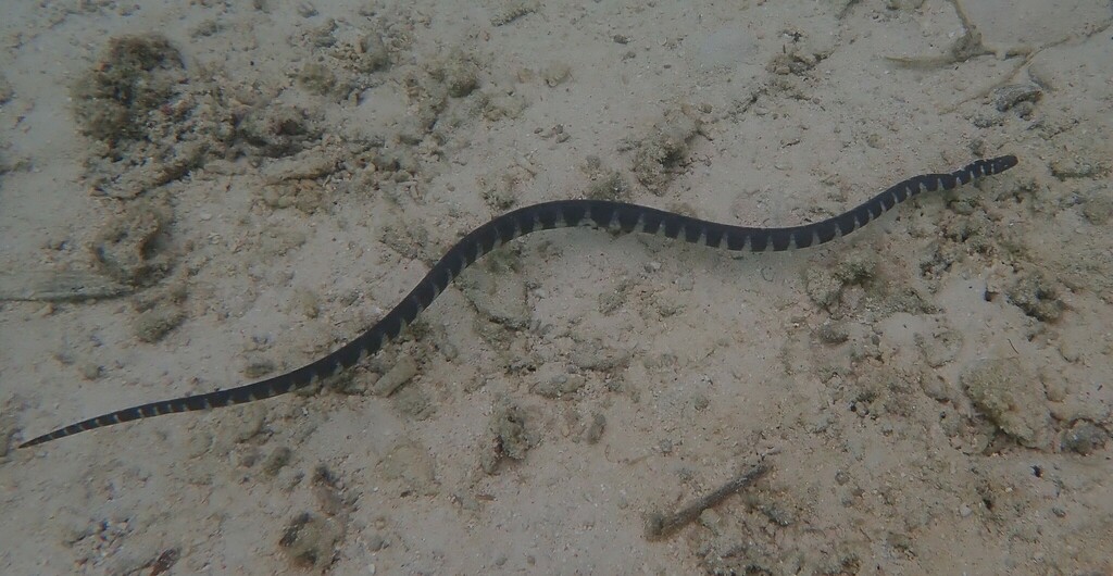 Marine File Snake from Moalboal, Cebu, Filippinerne on December 01 ...