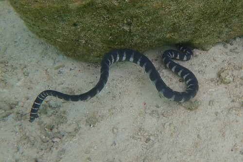 Aquatic File Snakes (Acrochordidae) - Snakes and Lizards