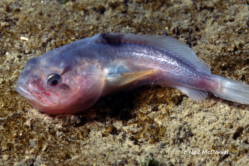Soft Sculpin from Friday Harbor, San Juan Island, WA, USA on May 20 ...