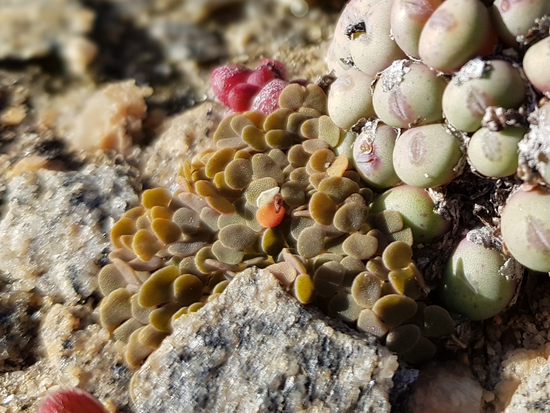 Oxalis annae F.Bolus