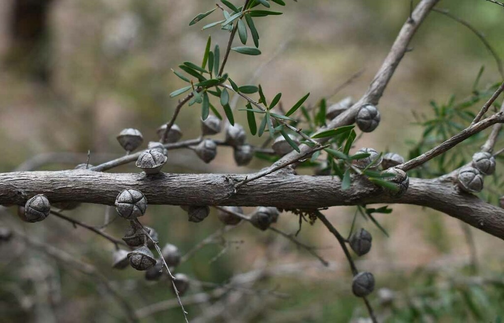 Leptospermum polygalifolium tropicum from Kuranda QLD 4881, Australia ...