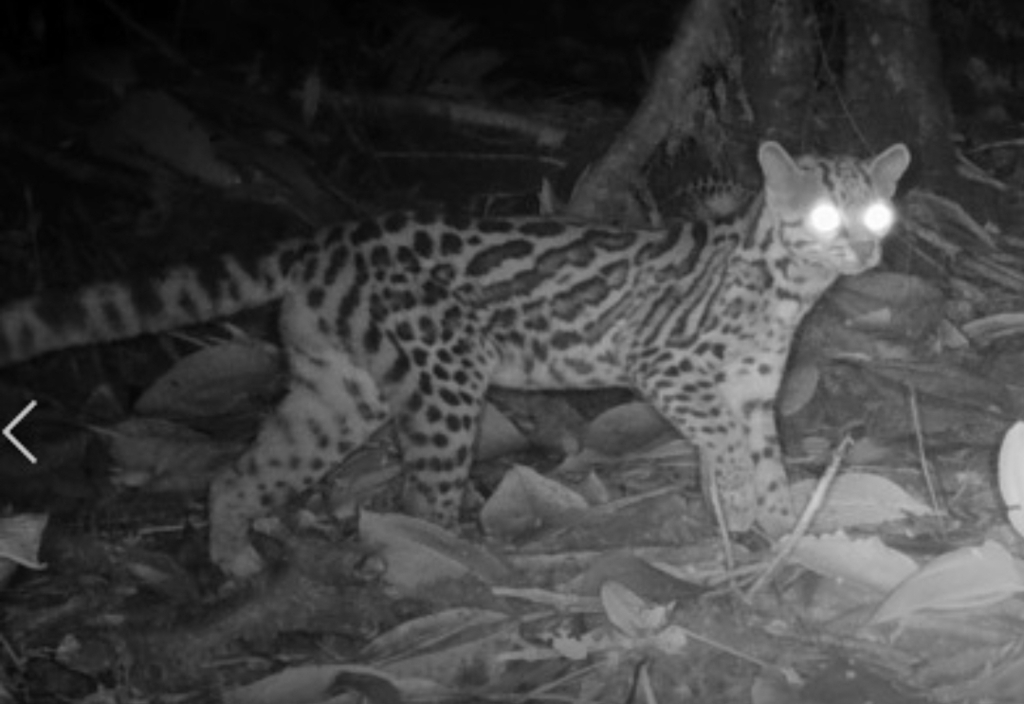Margay in November 2022 by José Pablo Herra Azofeifa. Monitoreo por ...