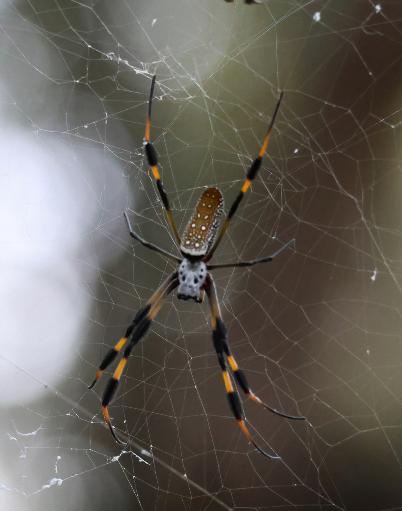 Golden Silk Spider from Highland Oaks Park, Miami-Dade, FL, USA on ...