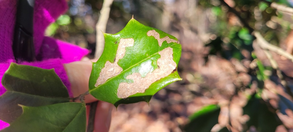 Winged and Once-winged Insects from Annapolis, MD, USA on December 30 ...