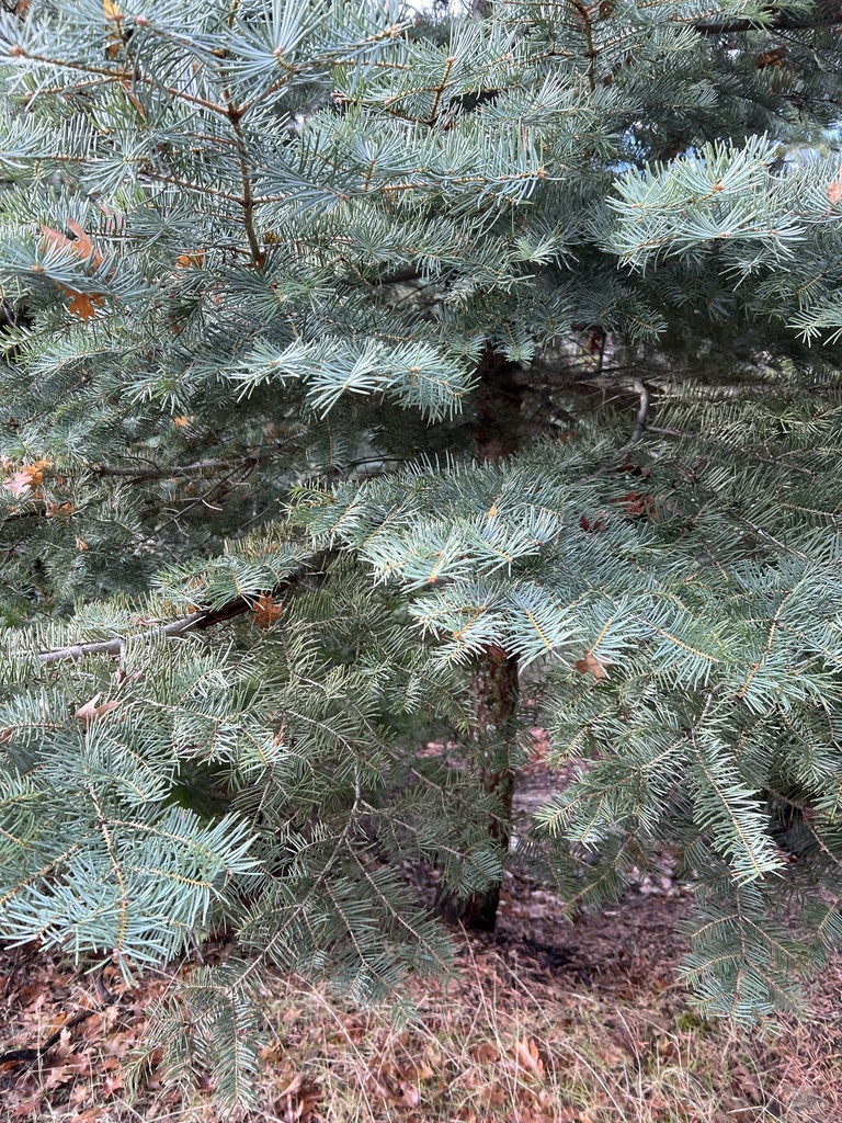 white fir from San Diego County, US-CA, US on December 30, 2022 at 08: ...