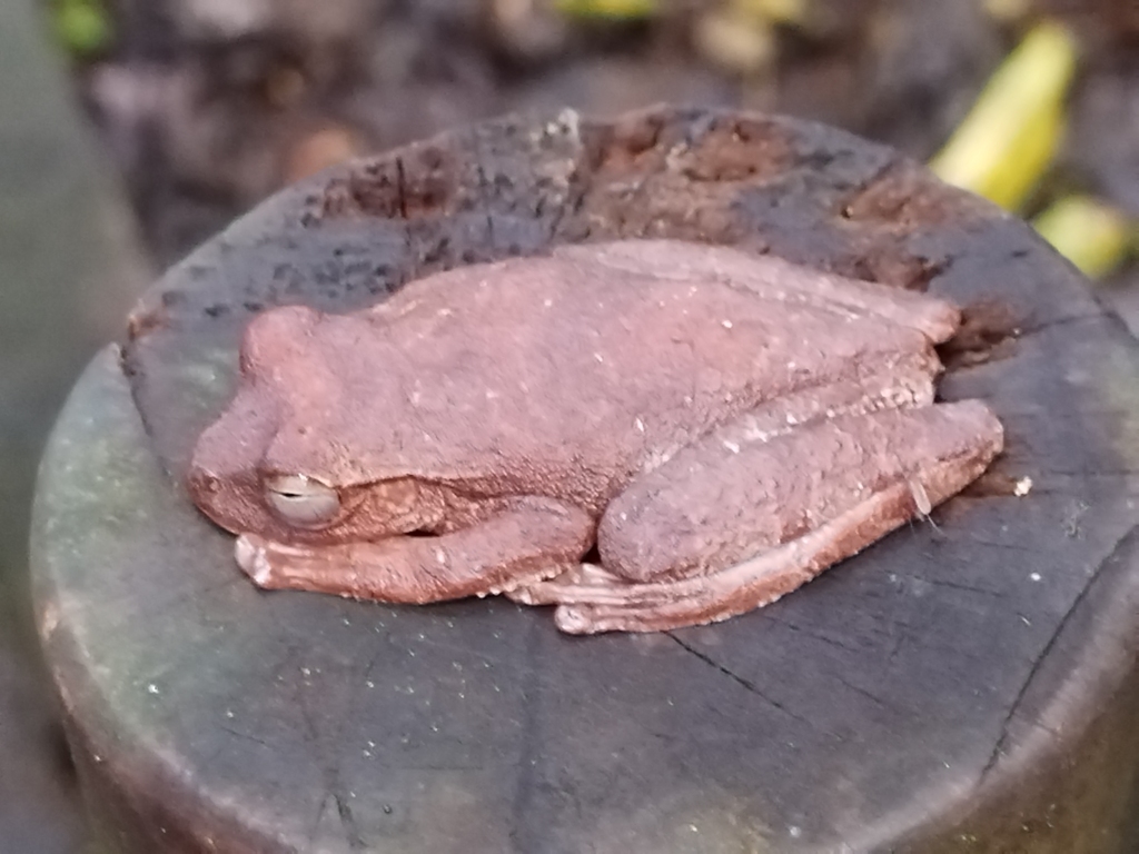 Drab Tree Frog from Provincia de Puntarenas, Costa Rica on December 30, 2022 at 09:27 AM by ...