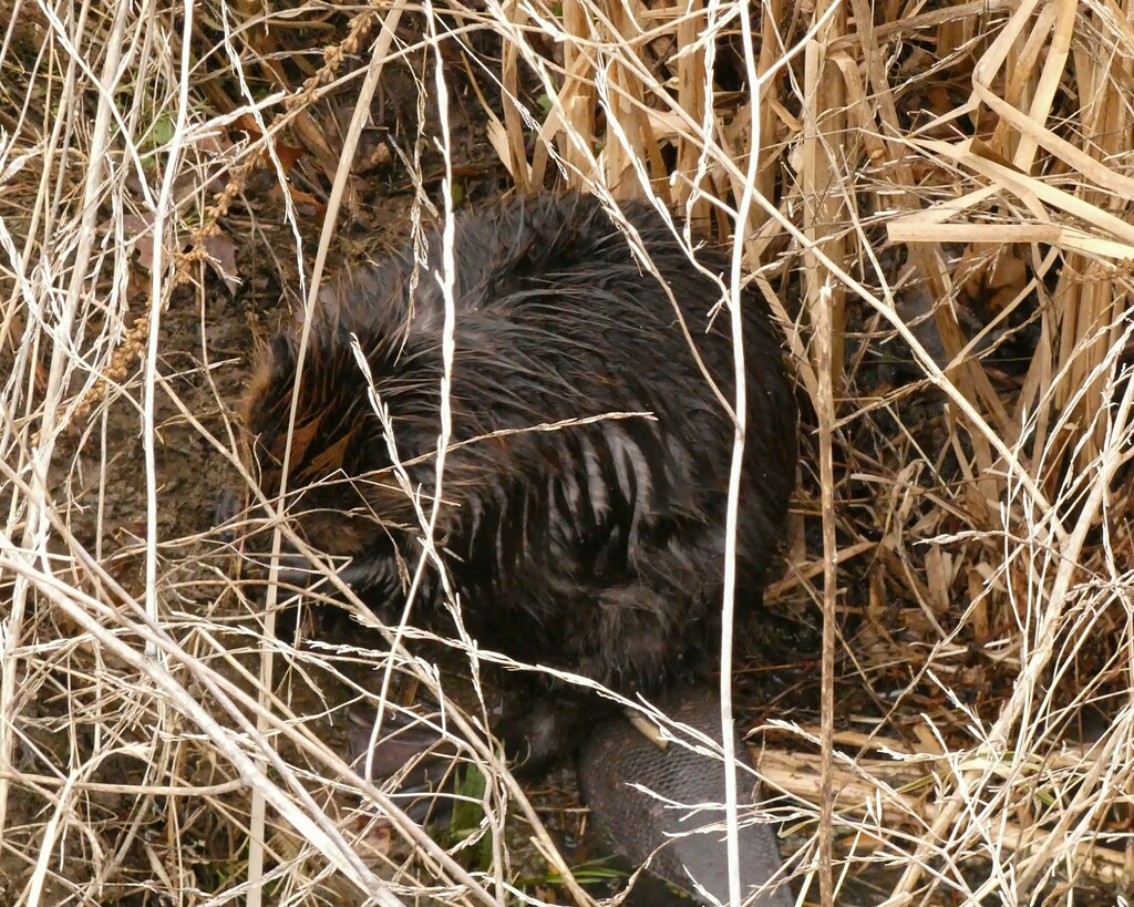 American Beaver from Towpath Trail, Clinton, OH, USA on December 30 ...