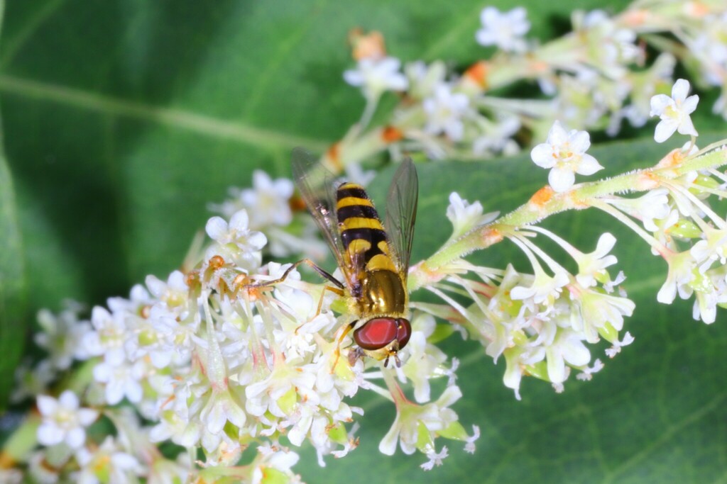 Common Flower Flies in September 2021 by mistycal · iNaturalist
