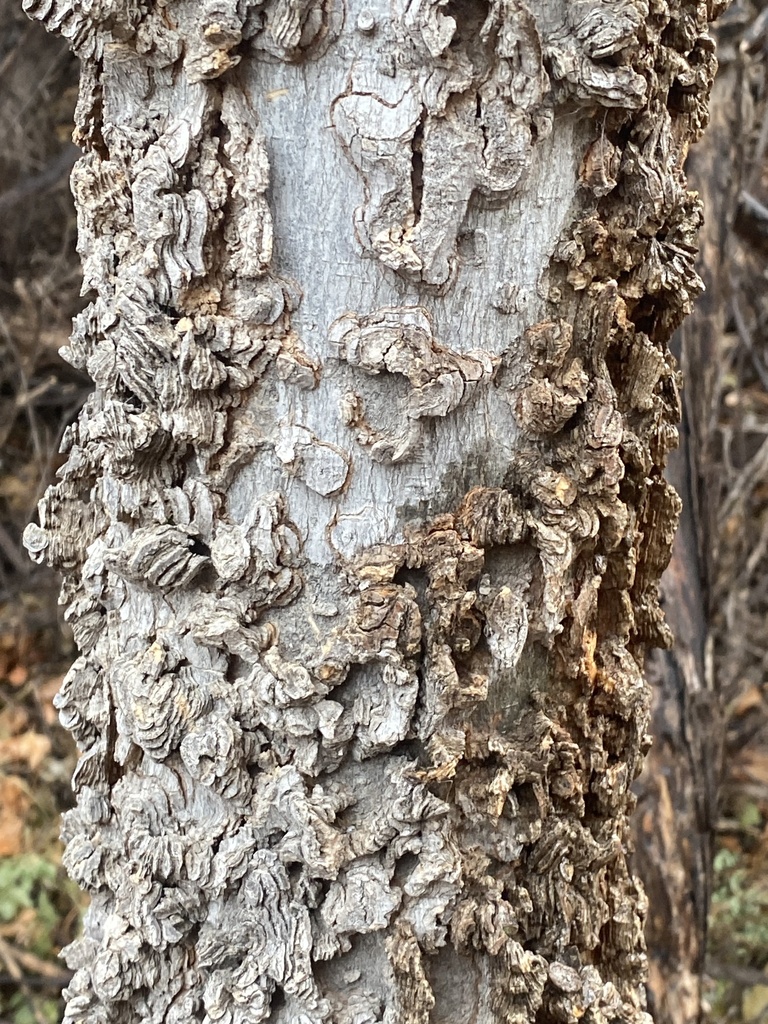 netleaf hackberry from Big Bend National Park, Alpine, TX, US on ...