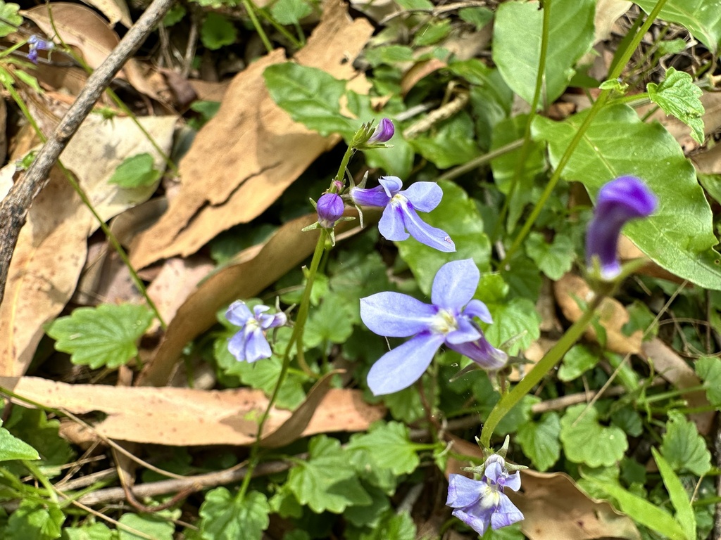 forest lobelia from End Peak Trl, Coffs Harbour, NSW, AU on December 22 ...