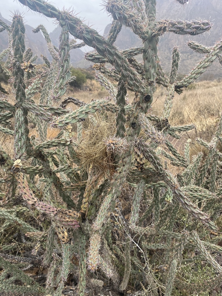 tree cholla from Big Bend National Park, Alpine, TX, US on December 30 ...