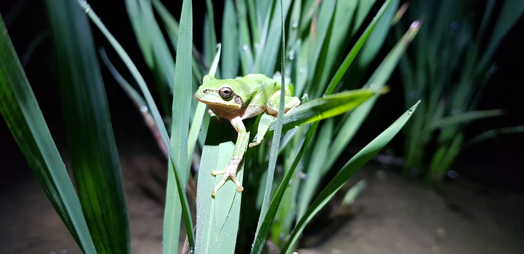 Japanese Tree Frog from Dandong, Liaoning, China on June 27, 2018 at 11 ...