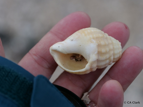 Subspecies Cominella nassoides nodicincta · iNaturalist