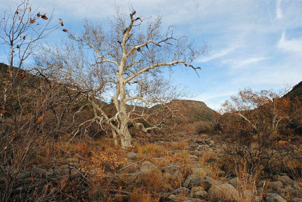 Arizona sycamore from Yavapai County, AZ, USA on December 11, 2017 at ...