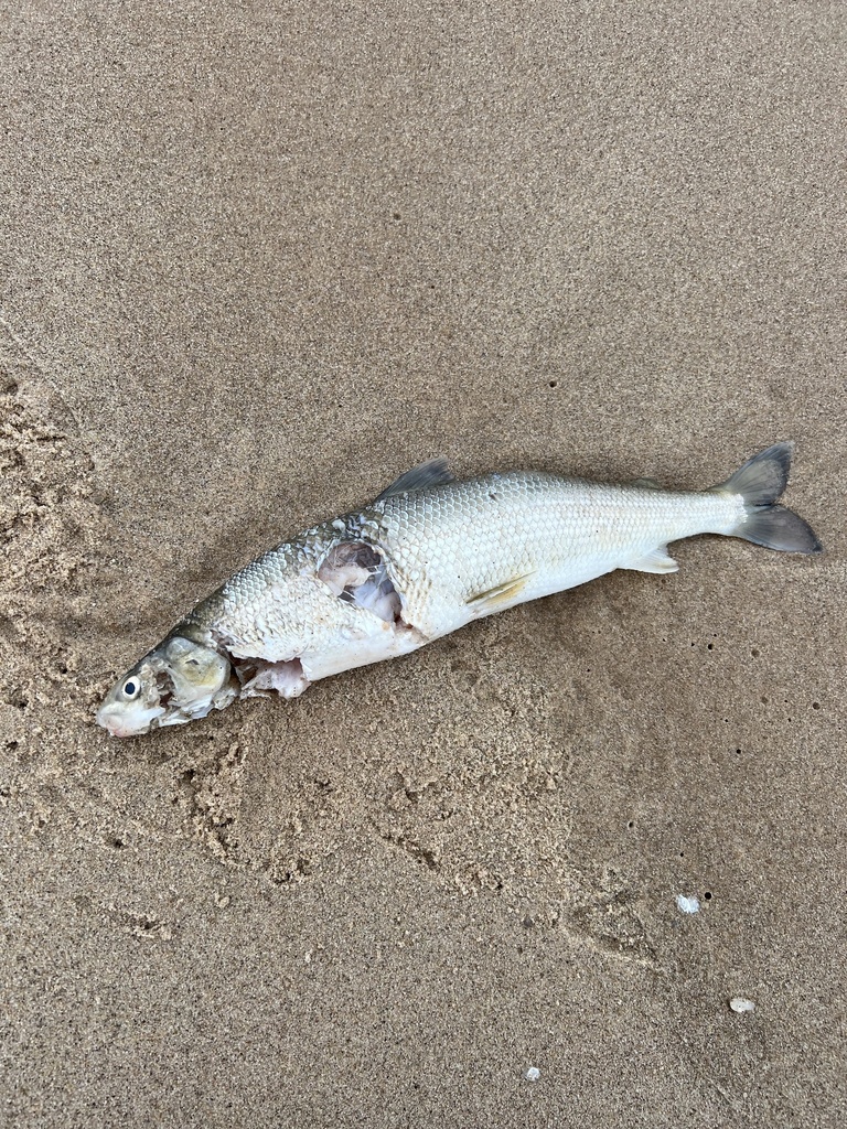 Lake Whitefish from Lake Michigan, Empire, MI, US on December 30, 2022 ...
