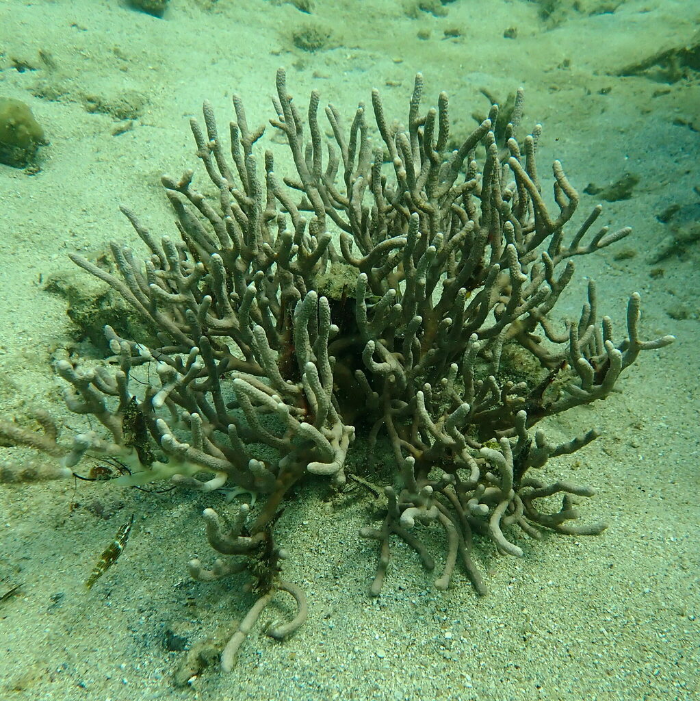 bushy sea rod from ilot Maître, Nouméa, New Caledonia on December 31 ...