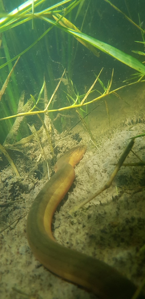 Asian swamp eel from Jinan, Shandong, China on June 29, 2018 at 09:02 ...