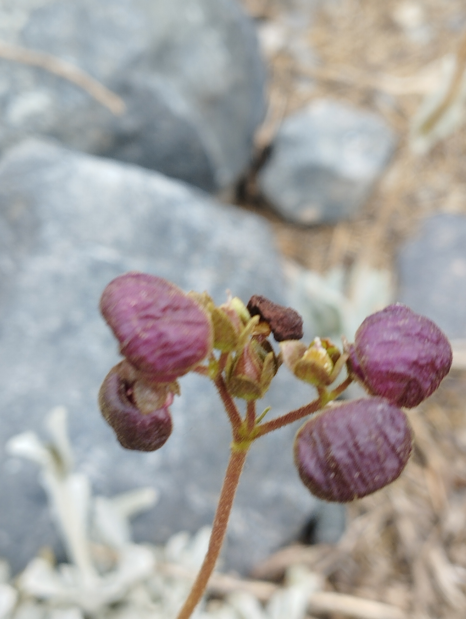 Calceolaria arachnoidea Graham