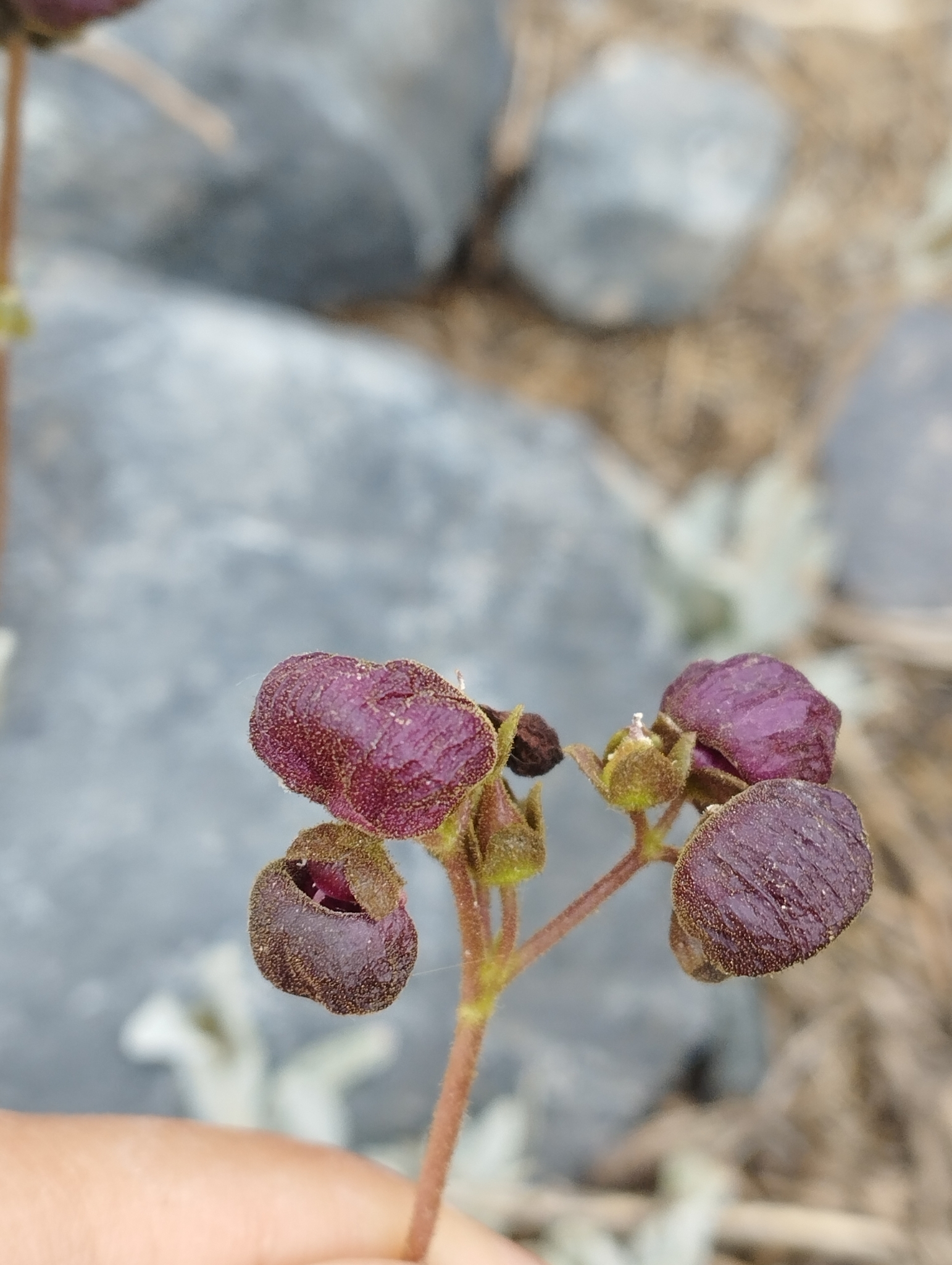 Calceolaria arachnoidea Graham