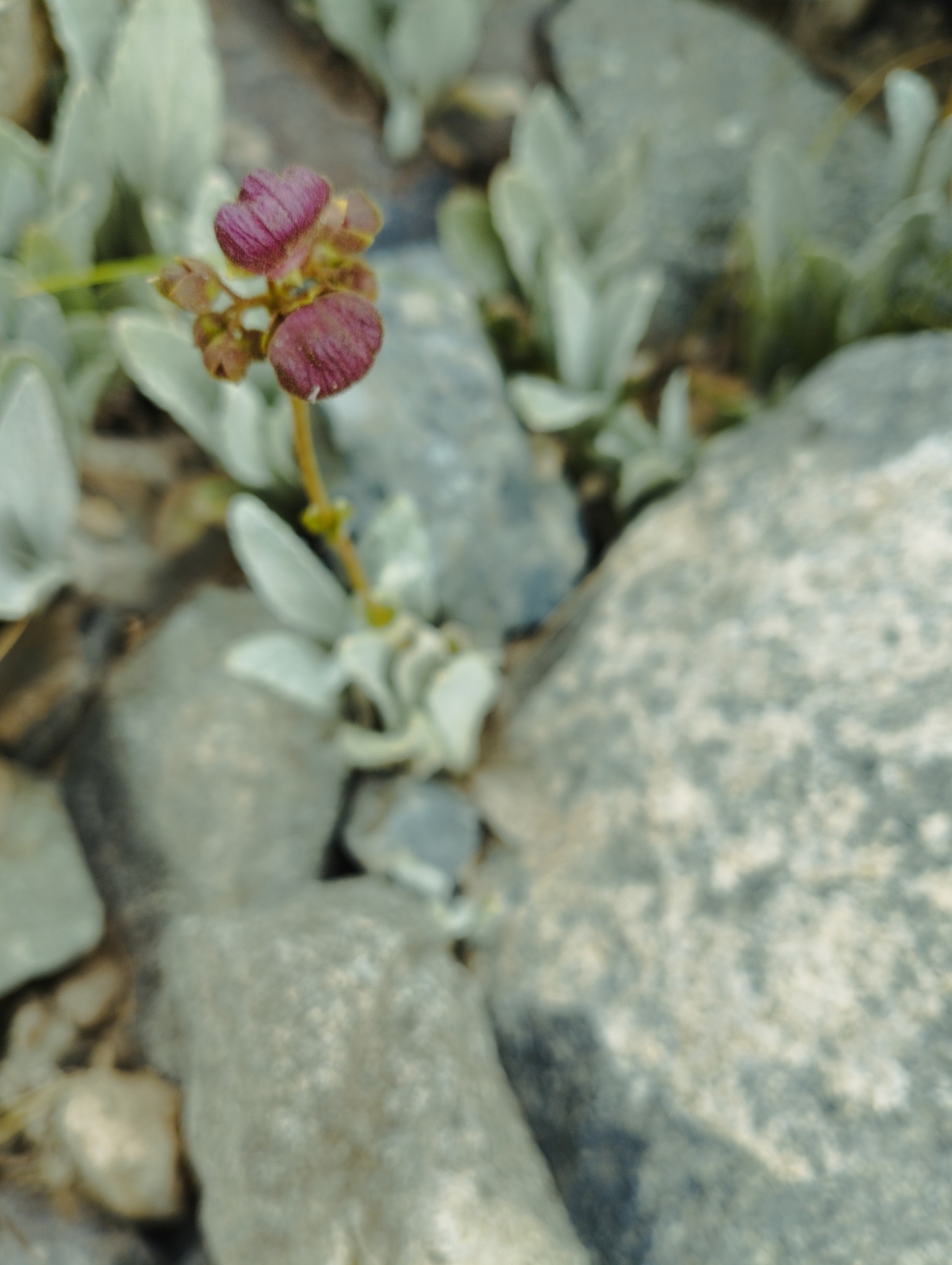 Calceolaria arachnoidea Graham