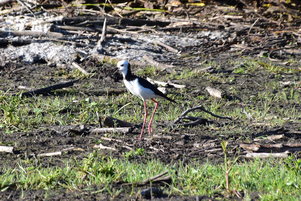 Poaka (Pied Stilt) from Queenstown-Lakes, Otago, New Zealand on ...