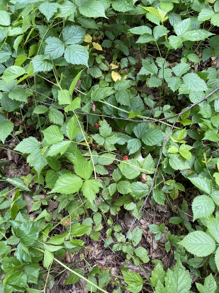 Common Dewberry from Helena Rd, Arena, WI, US on July 10, 2022 at 03:45 ...