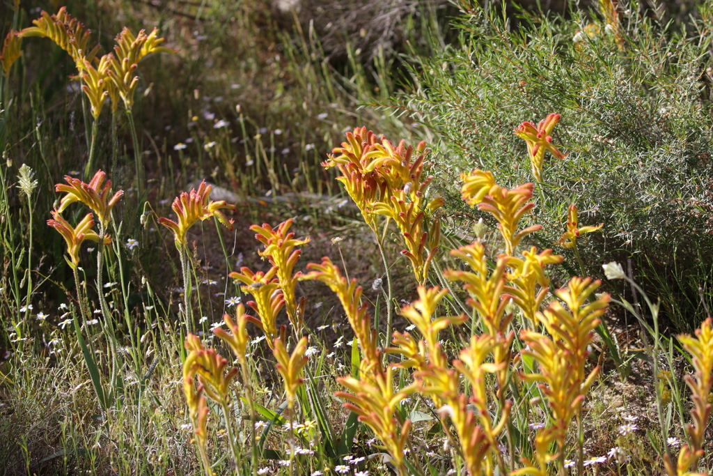 Anigozanthos humilis humilis from Badgingarra WA 6521, Australia on ...
