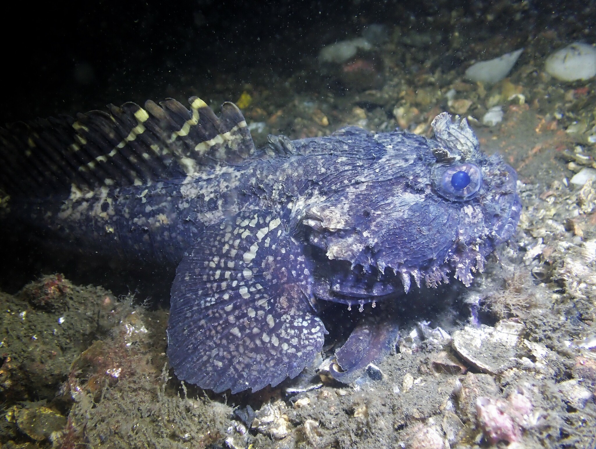 Batrachomoeus Ogilby, 1908