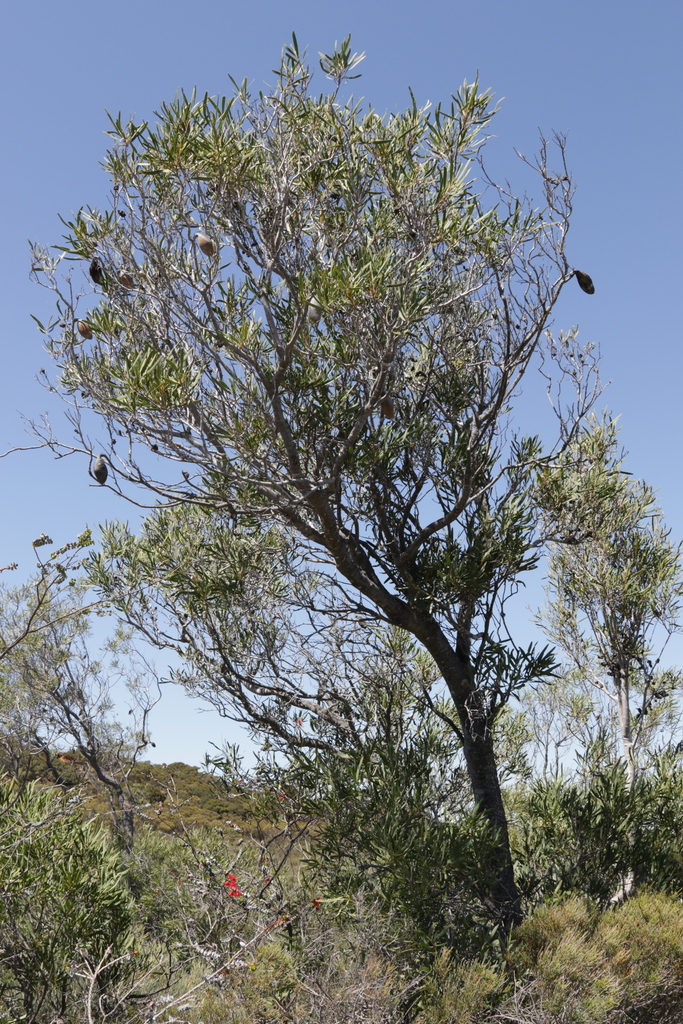 sandplain woody pear in October 2022 by melissadoherty · iNaturalist
