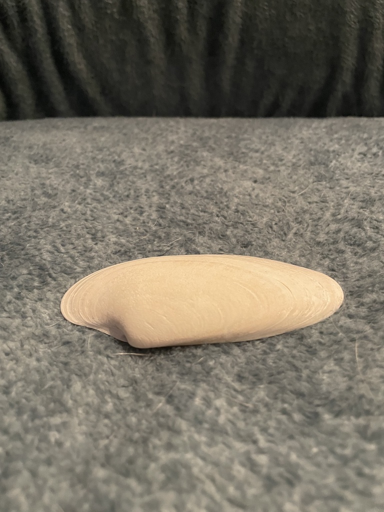 Sunray Venus Clam from North Atlantic Ocean, GA, US on April 2, 2018 by ...