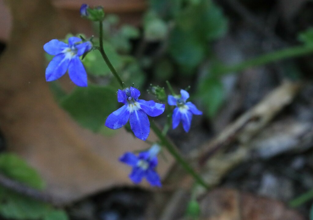 forest lobelia from Valery NSW 2454, Australia on December 29, 2022 at ...