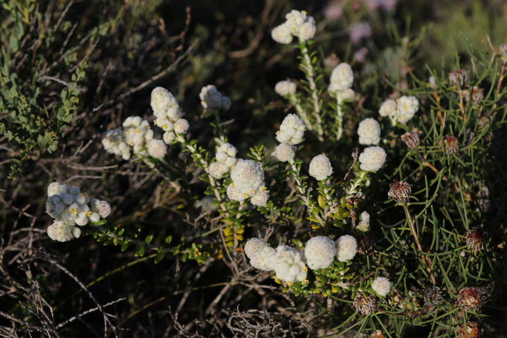 Physopsis spicata from Eganu WA 6515, Australia on October 4, 2022 at ...