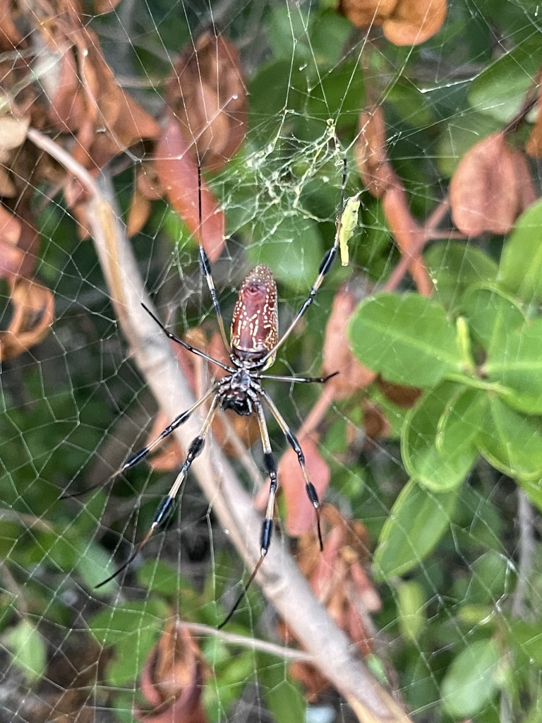 Golden Silk Spider from John Pennekamp Coral Reef State Park, Key Largo ...