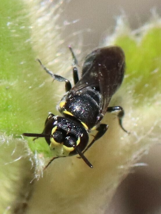 Masked Bees from Blue Mountains Nat'l Park NSW 2787, Australia on ...