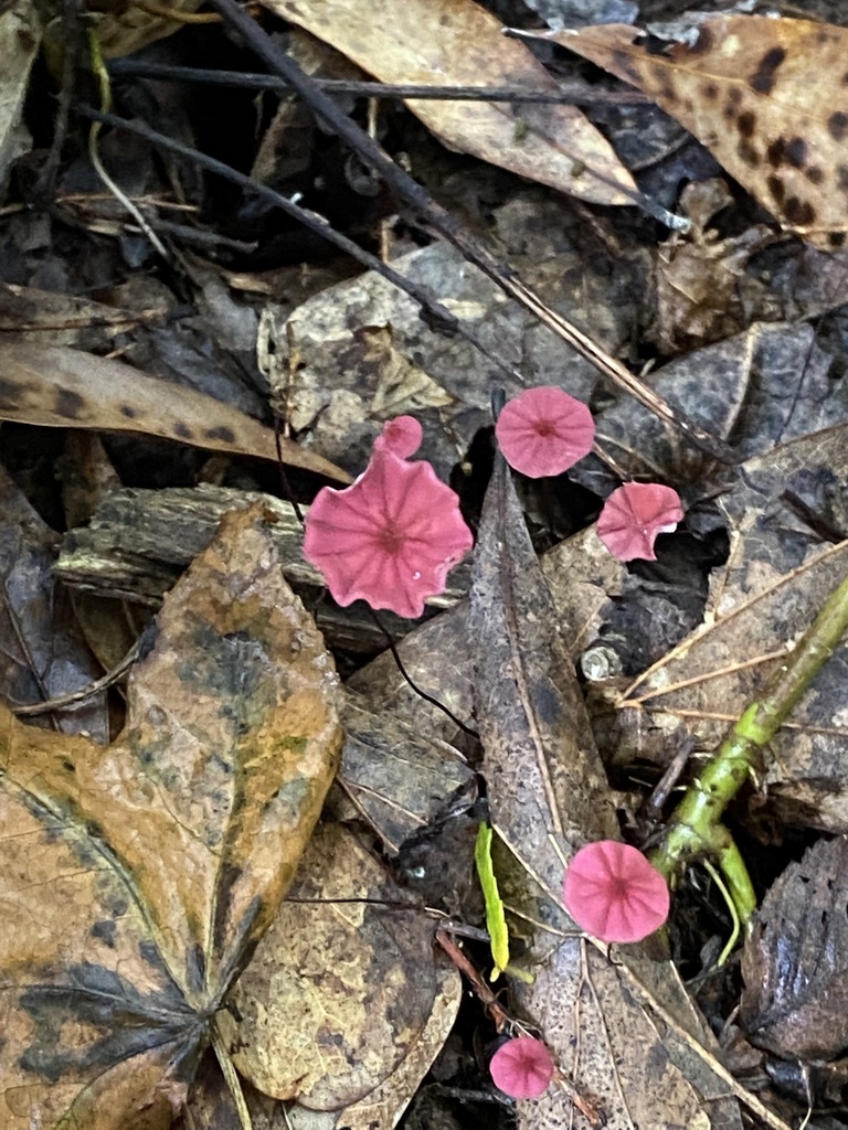 purple pinwheel from Cobbs Landing, Wilcox County, AL, USA on August 31 ...