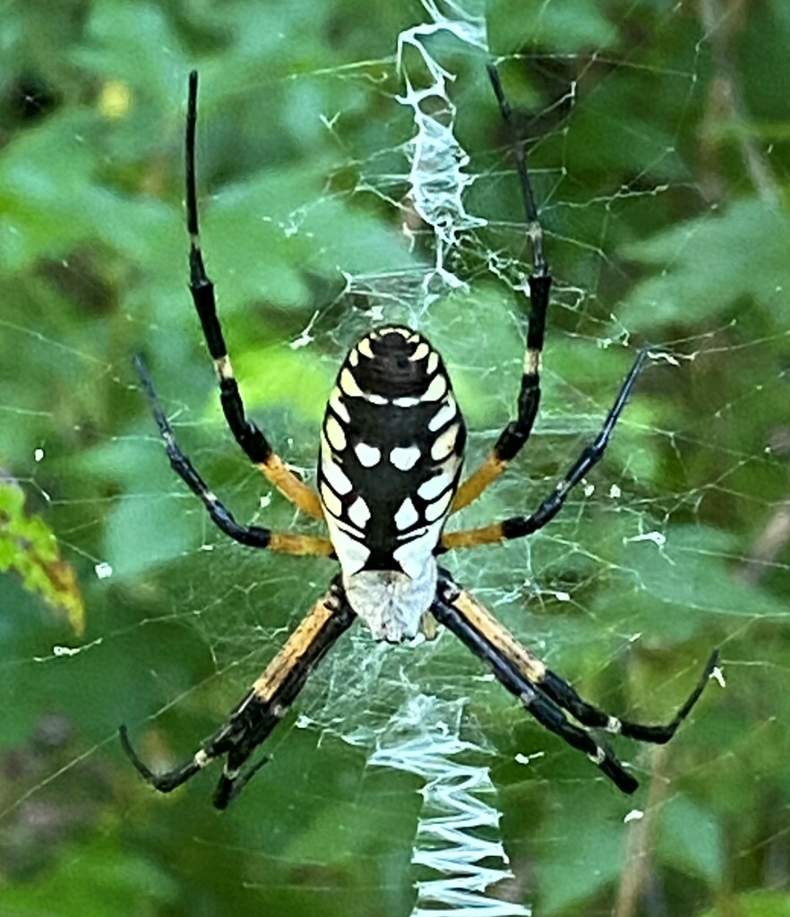 Yellow Garden Spider from Isaac Creek Campground, Monroe County, AL ...