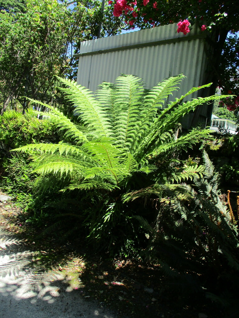 Dicksonia from Queenstown, New Zealand on December 28, 2022 at 12:25 PM ...