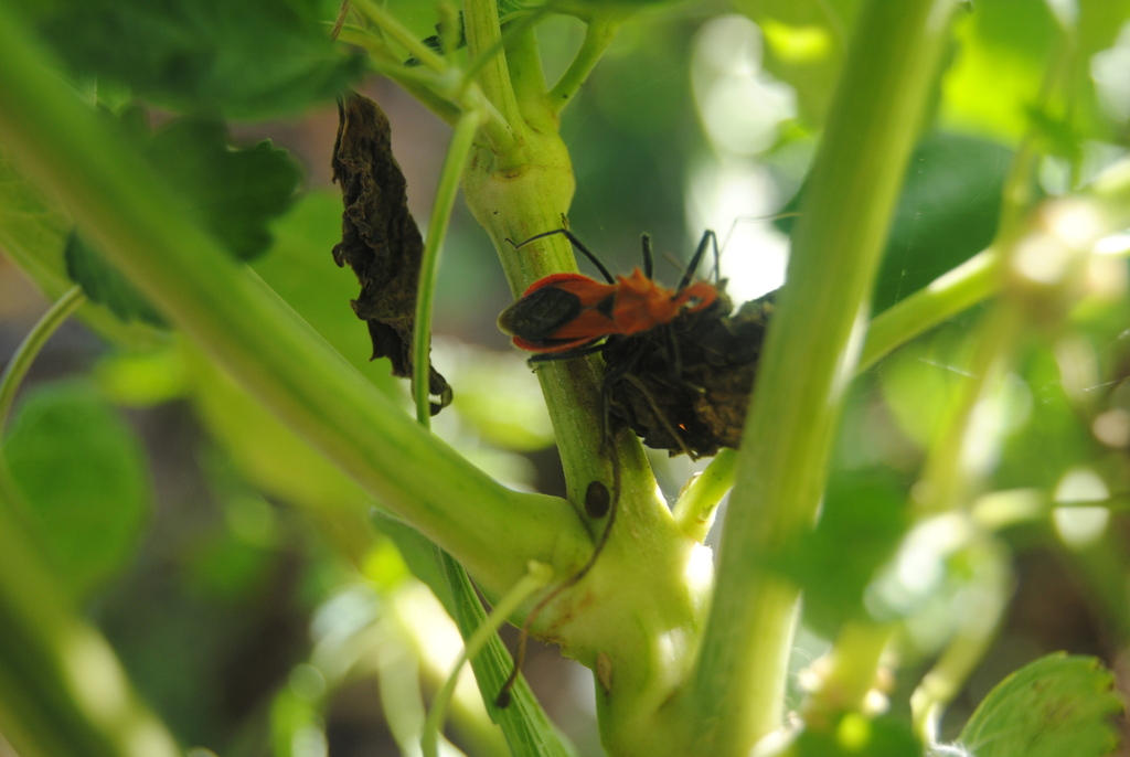 Orange Assassin Bug in December 2022 by Eve · iNaturalist