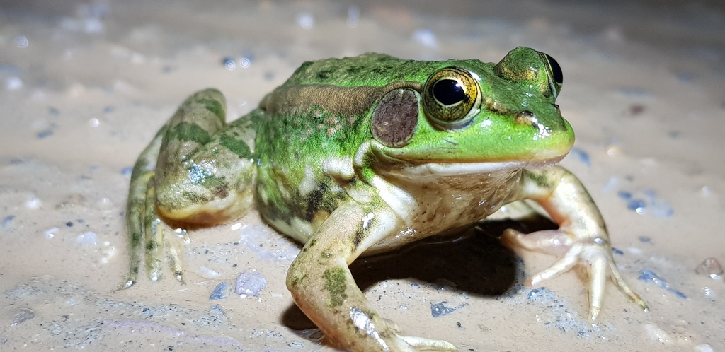 Eastern Golden Frog from Caidian, Wuhan, Hubei, China on May 21, 2018 ...