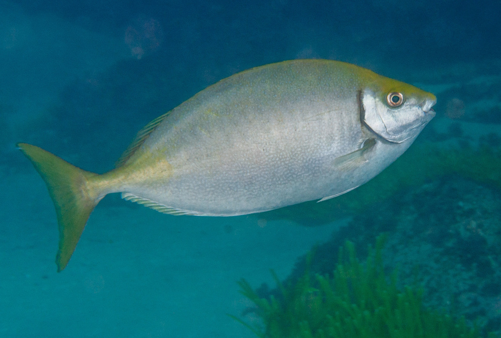 Dusky Rabbitfish (Marine Species of Magnetic Island) · iNaturalist