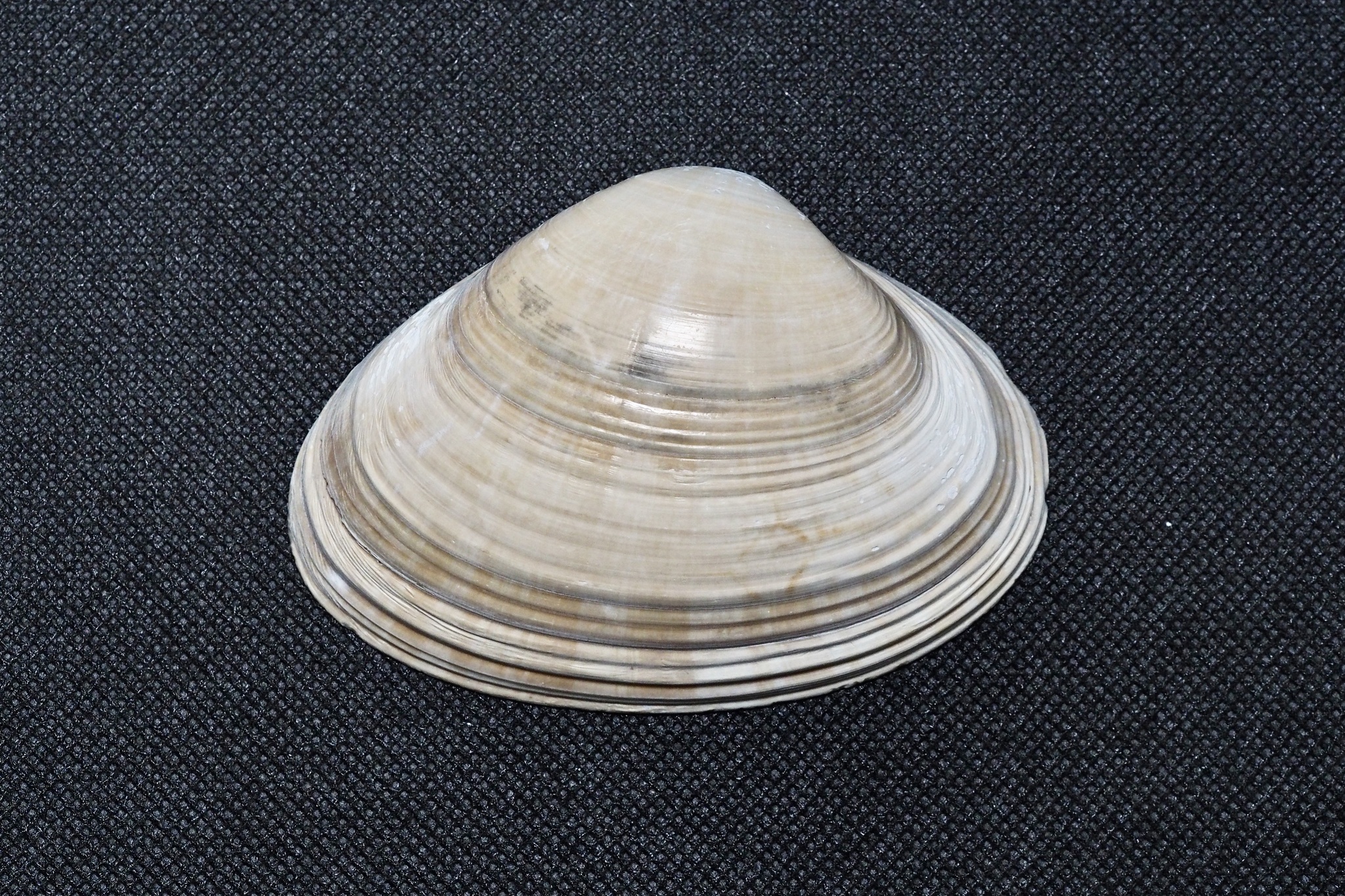 Mactra chinensis Philippi, 1846