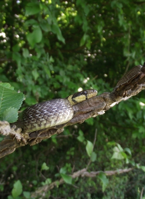 Aesculapian Snake from Gruiu, Romania on May 15, 2011 at 11:35 AM by ...