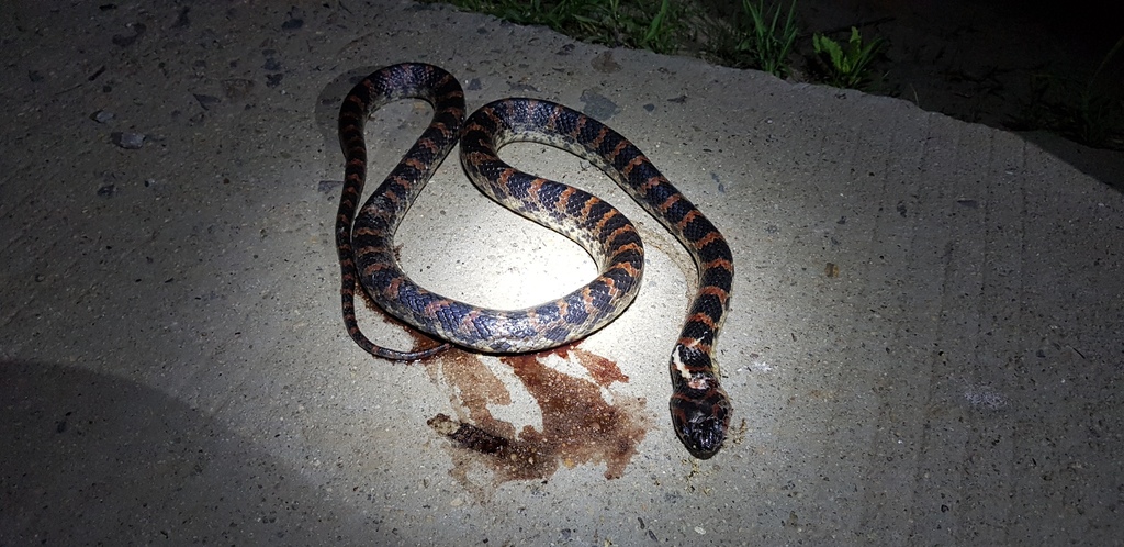 Red-banded Snake from Bowang, Ma'anshan, Anhui, China on May 16, 2018 ...