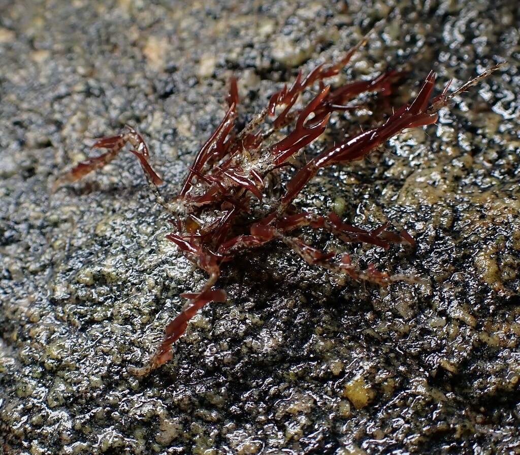 Macropodia deflexa from Seymour on December 27, 2022 at 03:44 PM by ...